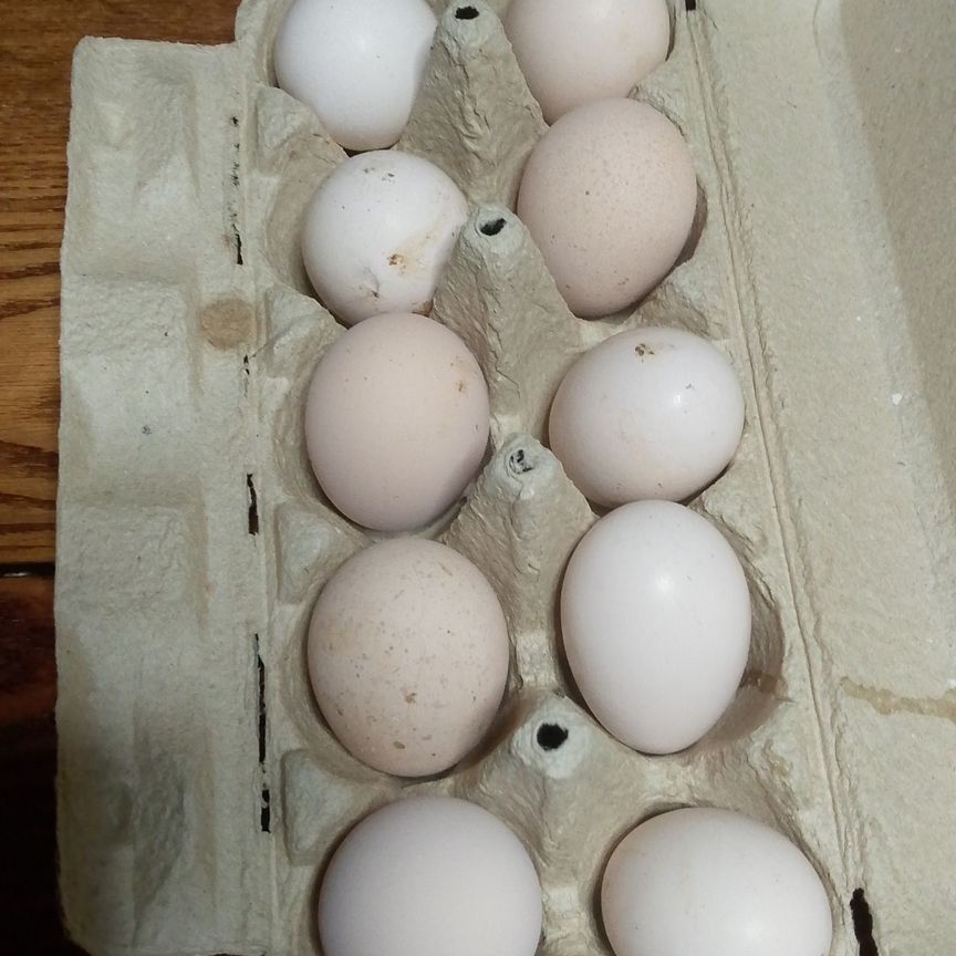 Ия китайской шелковой