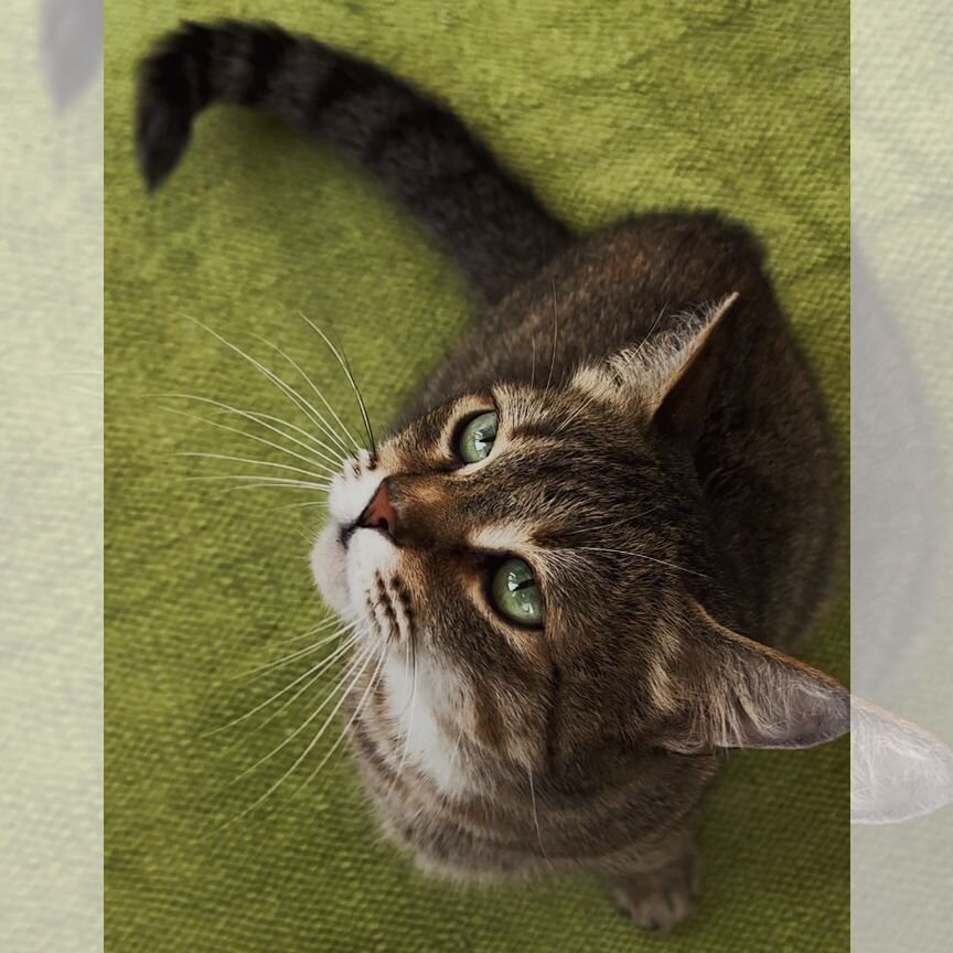Кошка