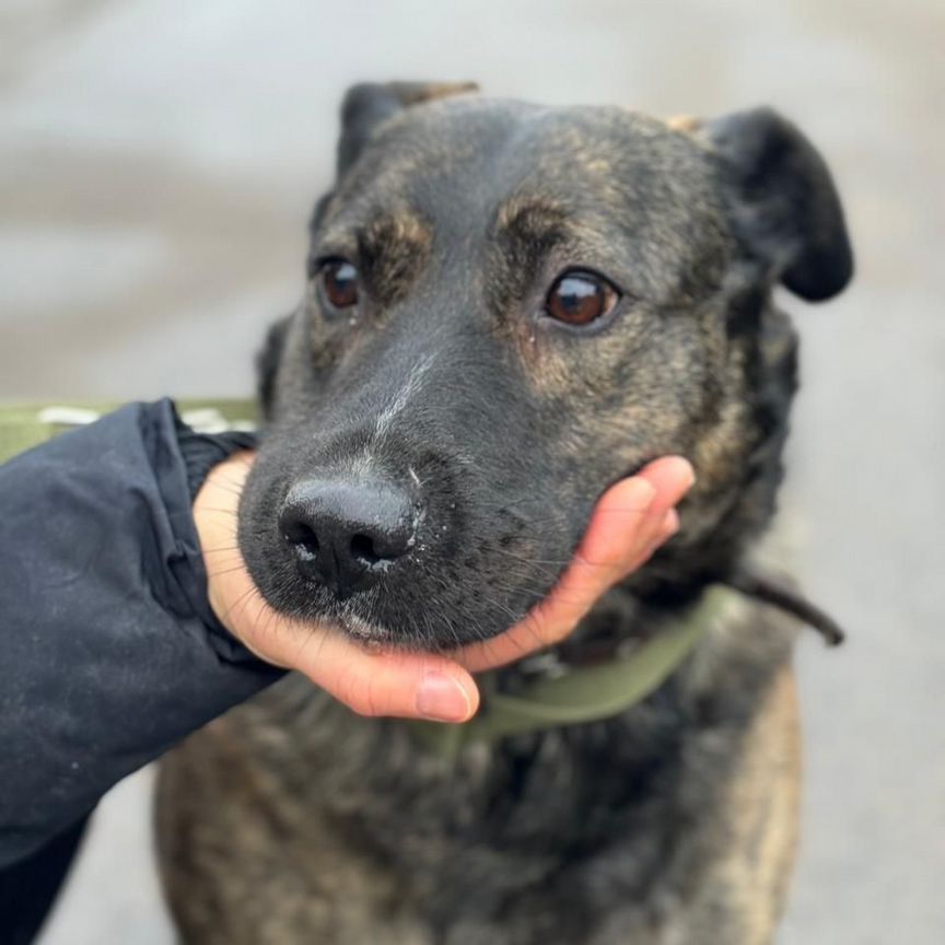 Собака Алла в добрые руки Девочка черная