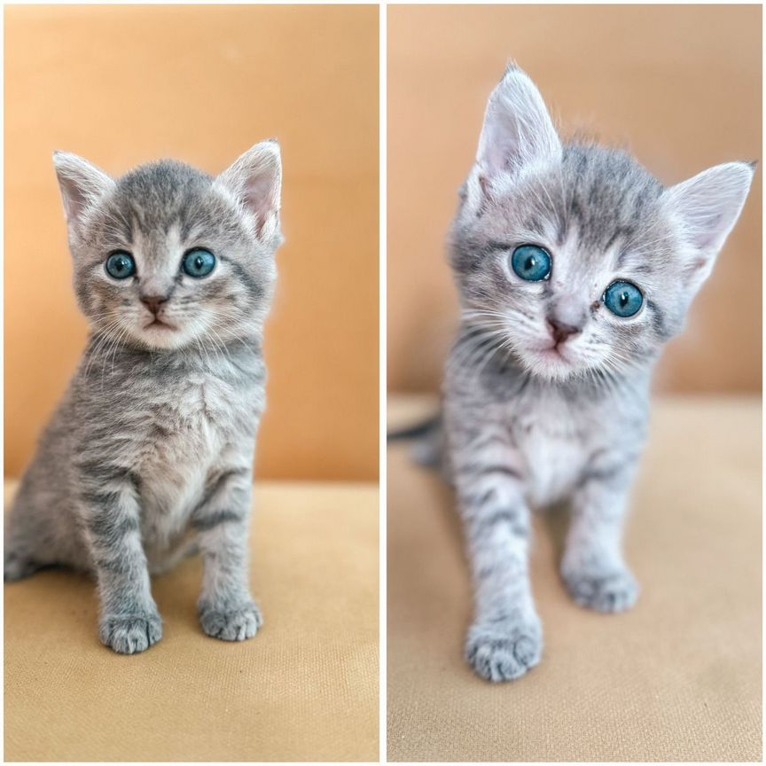 Котята-неразлучники ищут дом