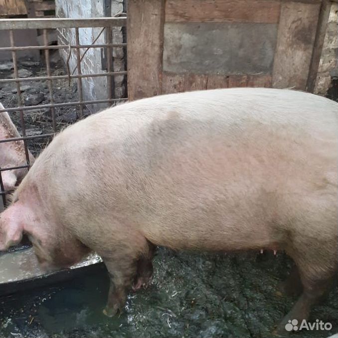 Домашняя свинья Ландрас