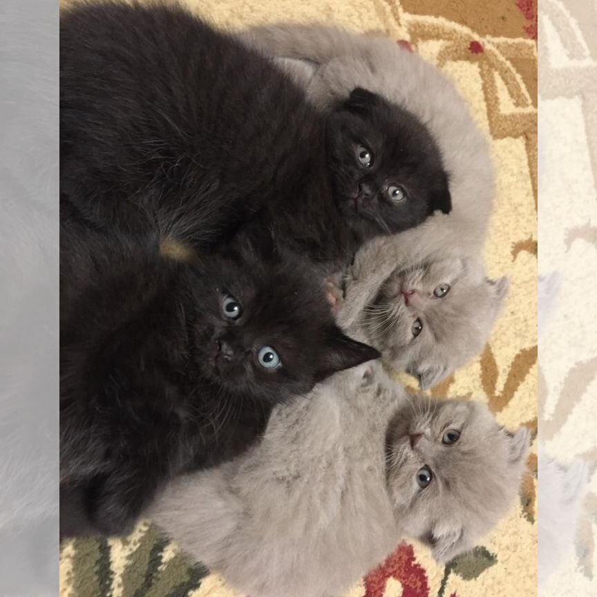 Шотландский вислоухий короткошёрстный котёнок
