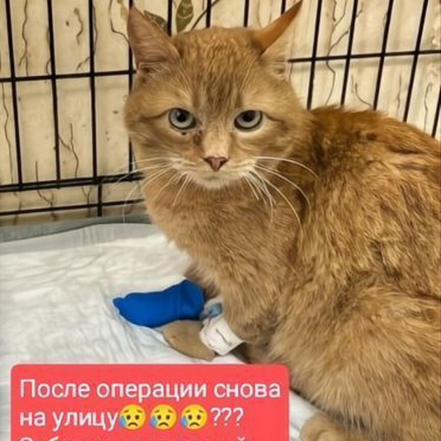 Взрослый кот в добрые руки