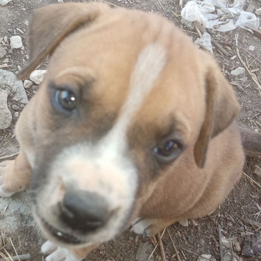 Стаффордширский терьер