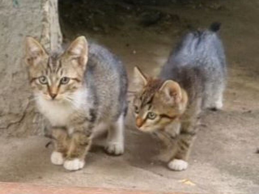 Кошечка или ее котята