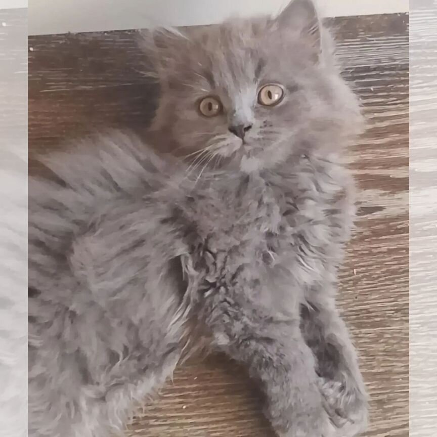 Шотландский прямоухий короткошёрстный котёнок