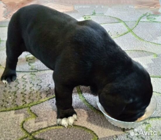 Щенок Кане корсо