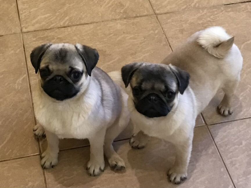 Щенки мопса с документами РКФ