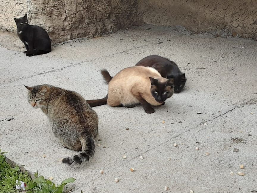 Котик в добрые руки