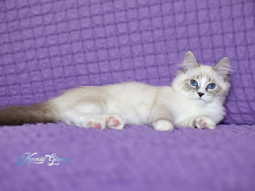Невский маскарадный котёнок