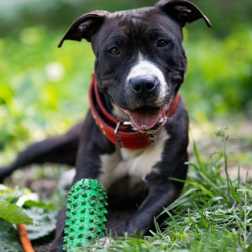 Американский питбультерьер, взрослая собака