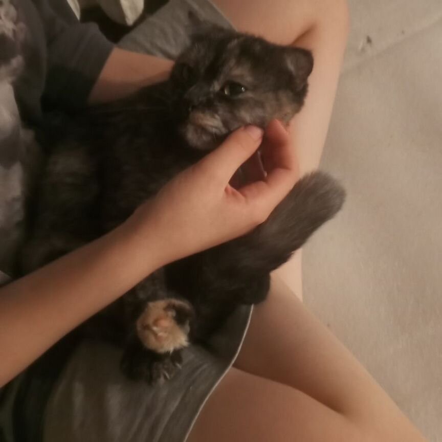 Отдам киску