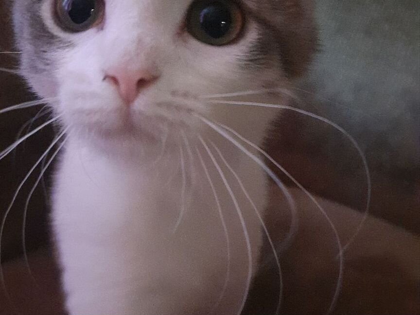 Кошка в дар бесплатно