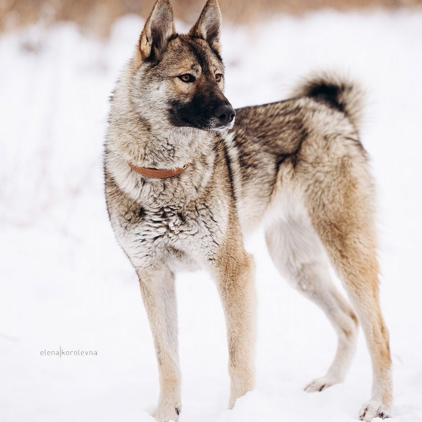 Лайка, взрослая собака