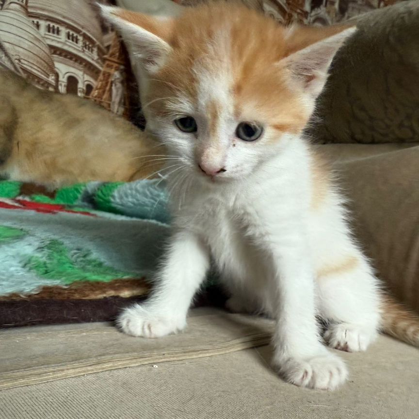 Котёнок в добрые руки
