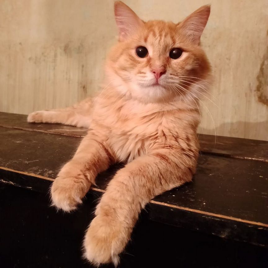 Кот Солнышко