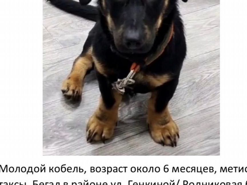 Найдена собака