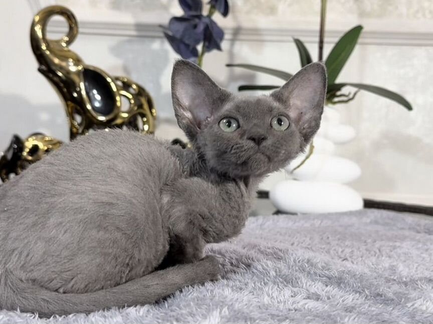 Голубой Девон Рекс