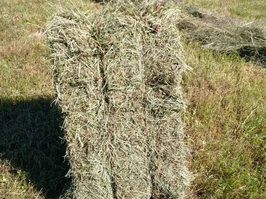 Сено в тюках, рулонах. Доставка