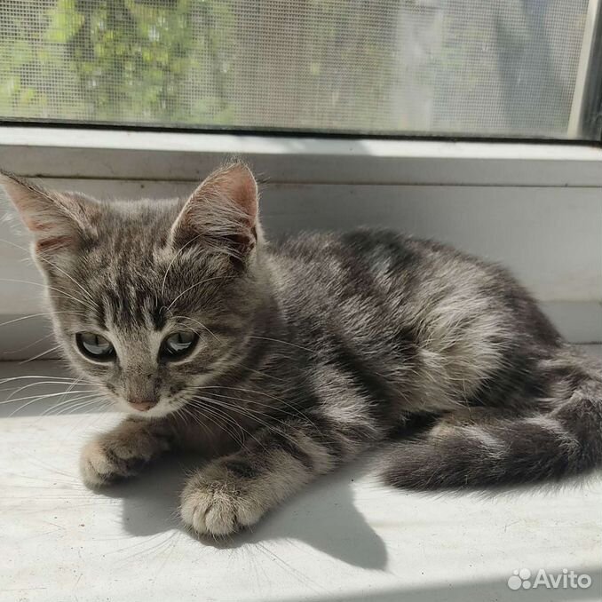 Хорошенький котёнок (мальчик), в добрые руки