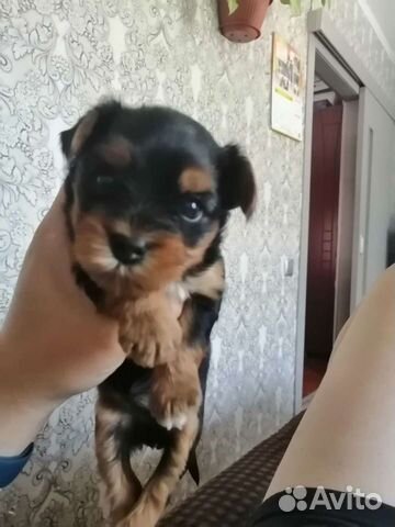 Собака