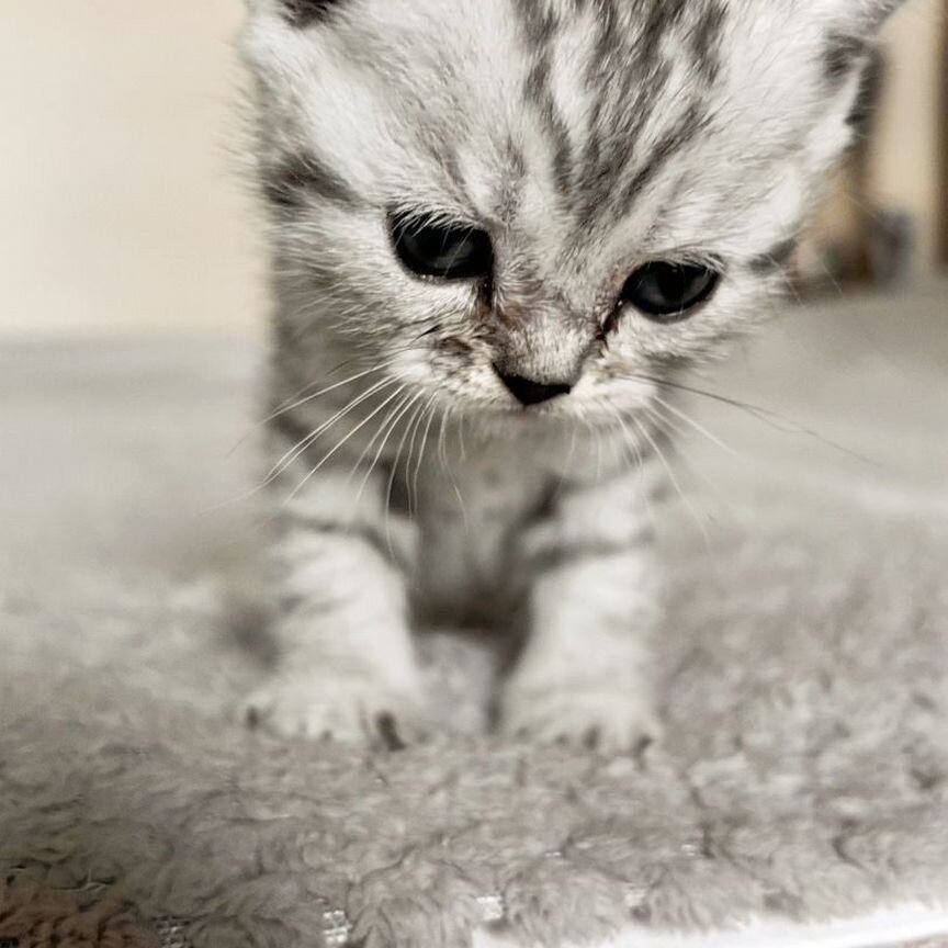 Шотландская вислоухая котята