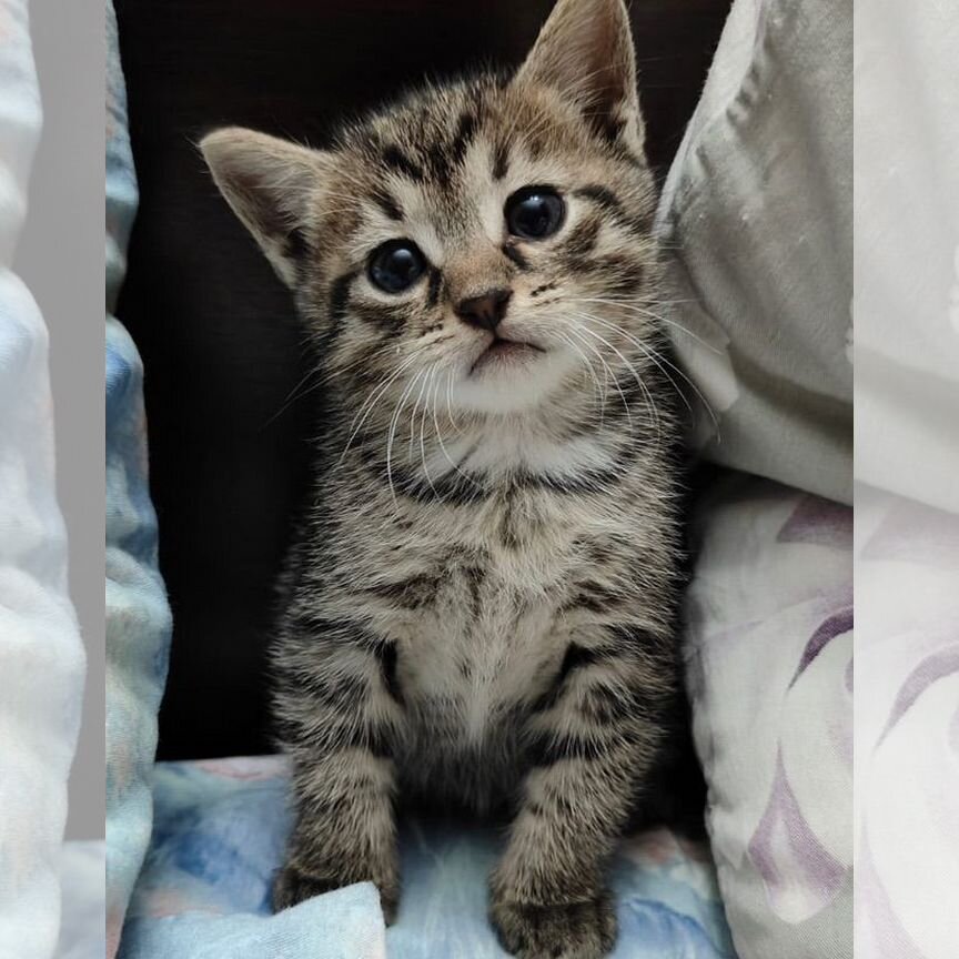Котёнок в добрые руки