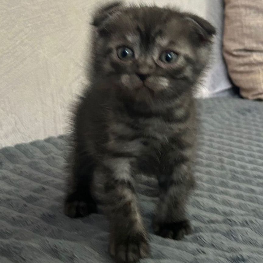 Шотландский вислоухий короткошёрстный котёнок