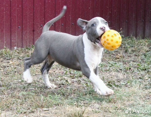 Щенки амстаффа 2 мес, РКФ