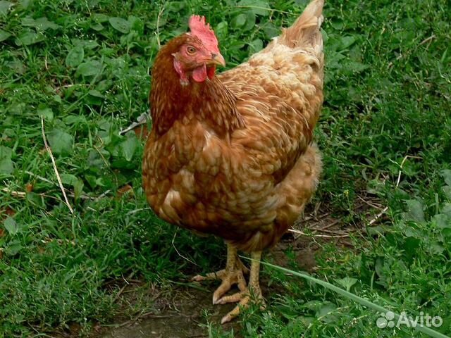 Продам годовалых кур-несушек 10 шт
