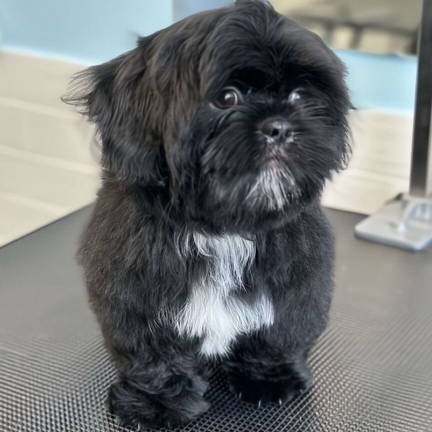 Ши-тцу, щенок