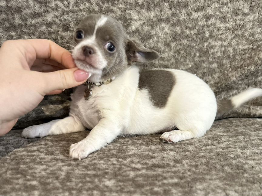 Бело-лиловый мальчишка чихуахуа, РКФ