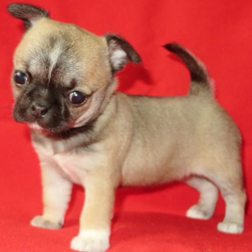 Чихуахуа, щенок