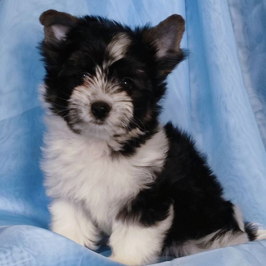 Бивер-йоркширский терьер, щенок