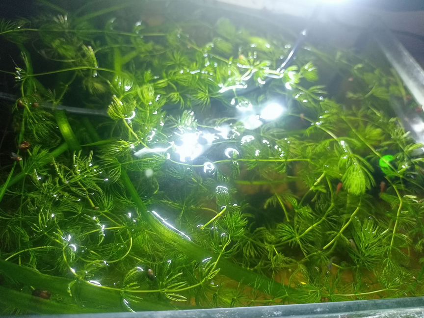 Аквариумное растение роголистник