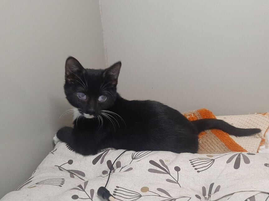 Ласковый и игривый котёнок ищет дом