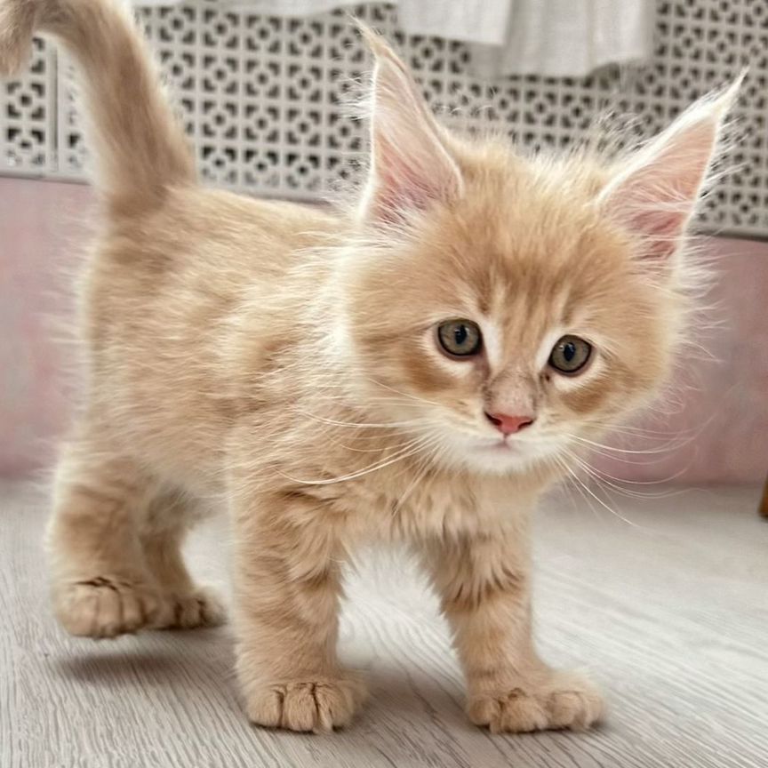 Мейн-кун котёнок
