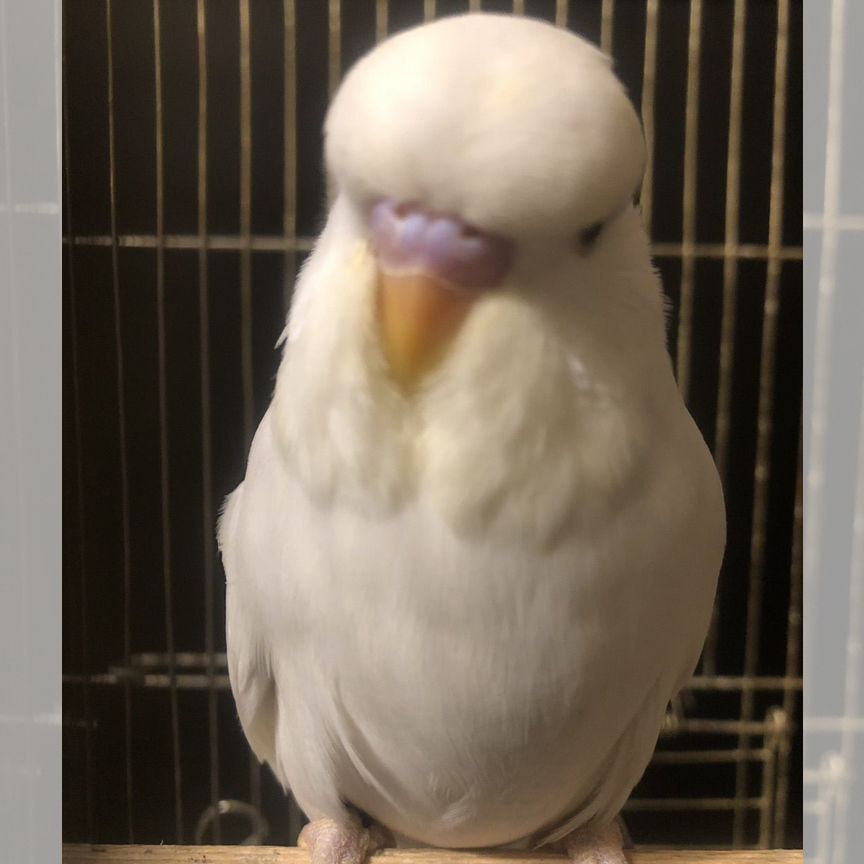 Попугаи - ввп чехи,самец и самки