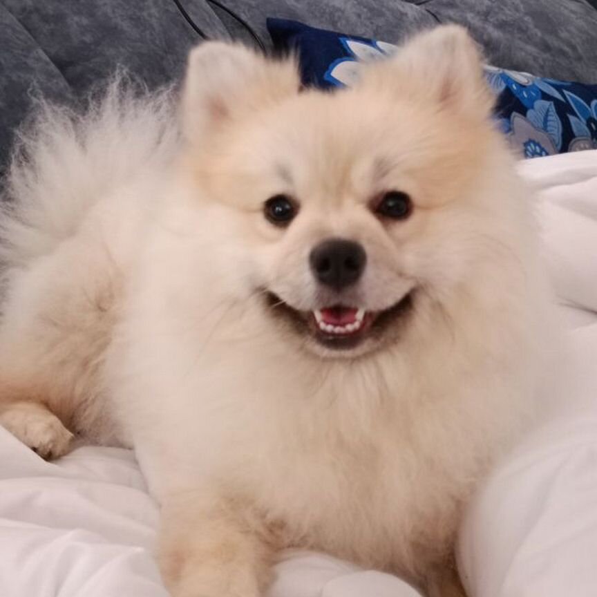 Померанский шпиц