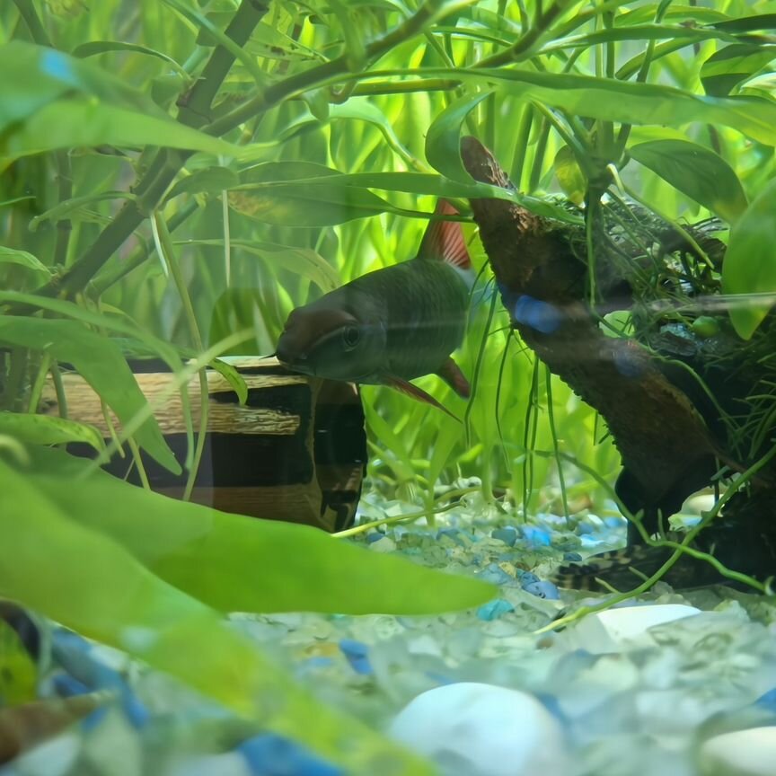 Лабео биколор рыбка