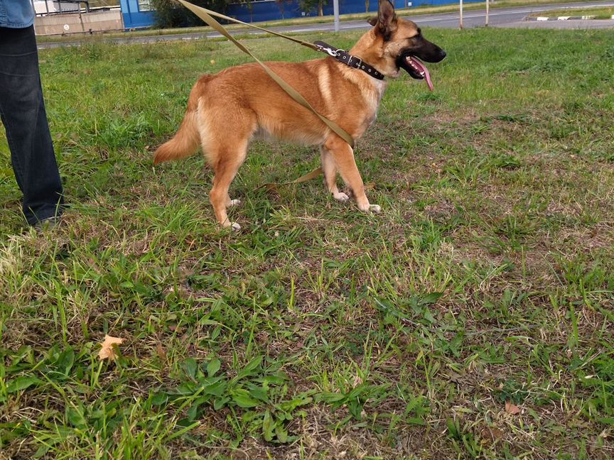 Собачка в добрые руки