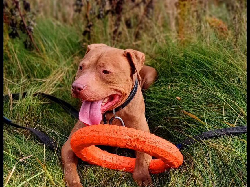 Умняша Питбуль ред ноуз ищет дом