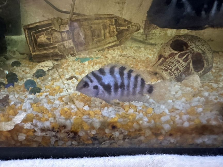 Рыбки чернополосые цихлиды