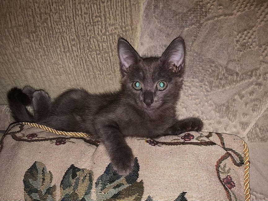 Котенок девочка русская голубая метиска
