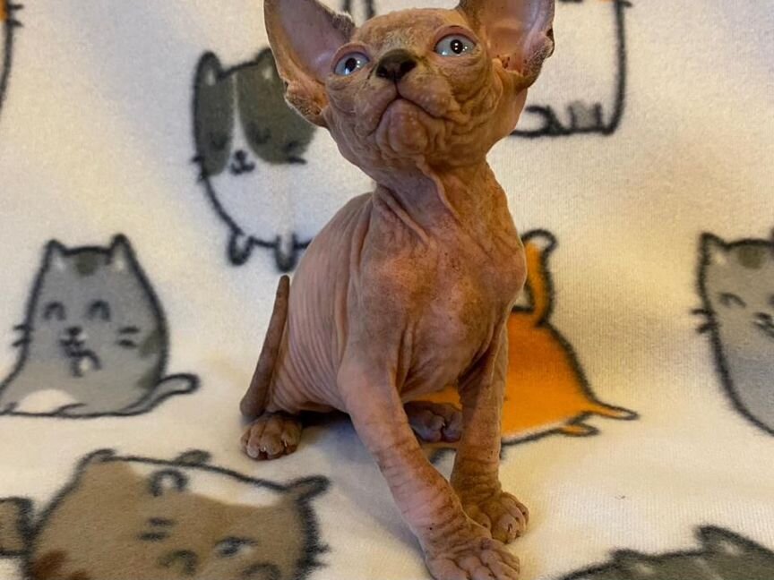Котёнок канадского сфинкса