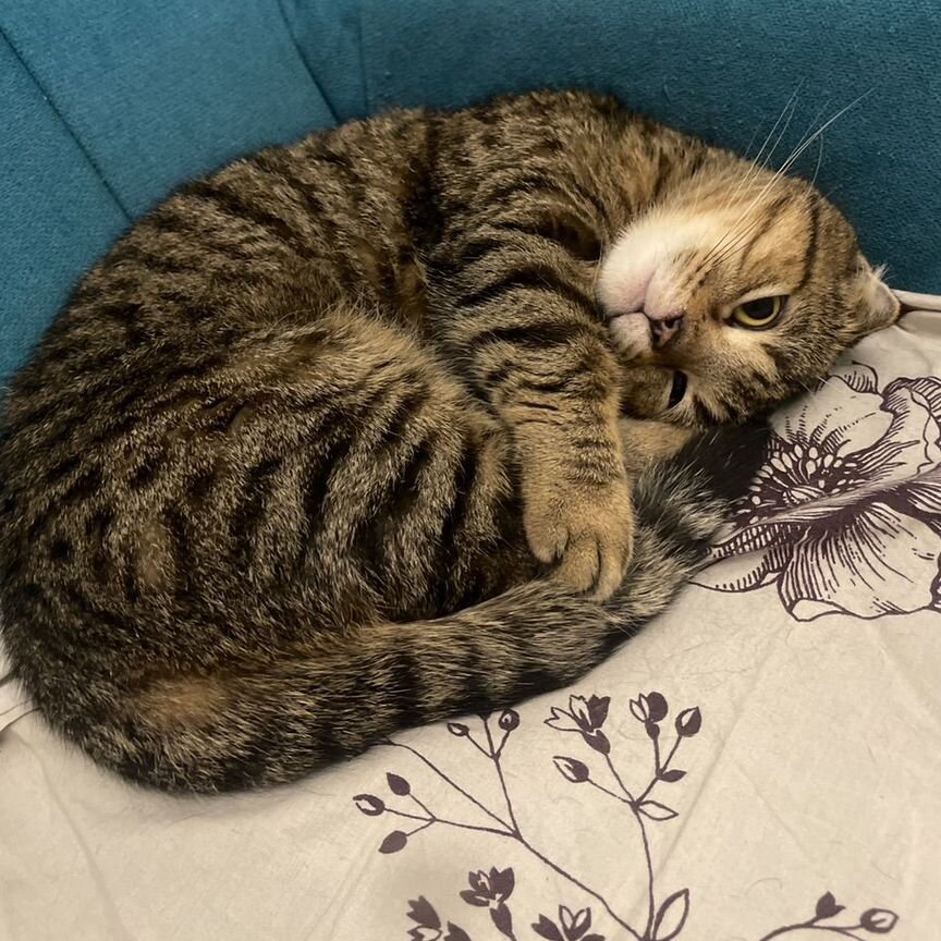 Кошка Манчикен короткие лапки