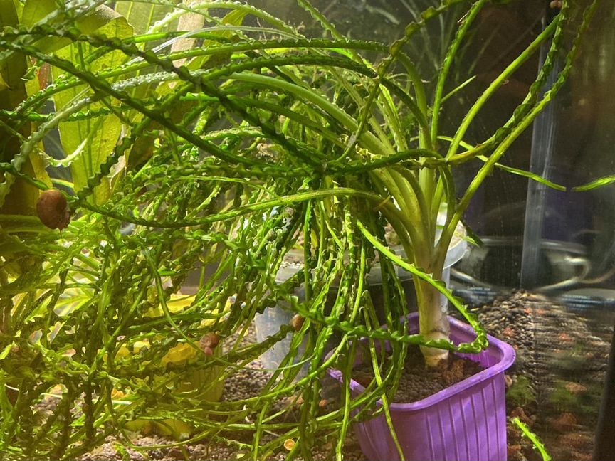 Кринум волнистый растение аква