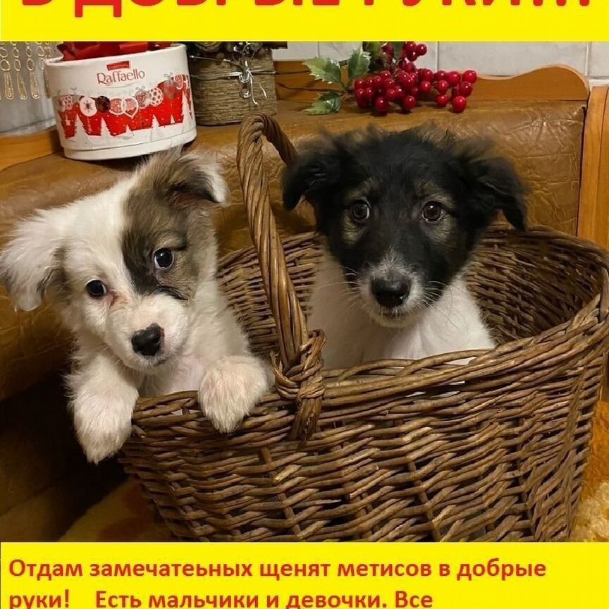Отдам собак в добрые руки
