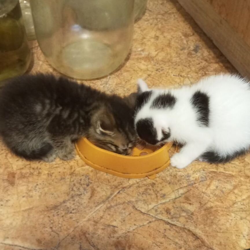 Отдам котят