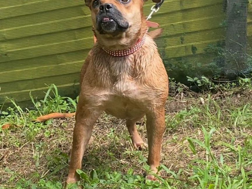 Собака в добрые руки